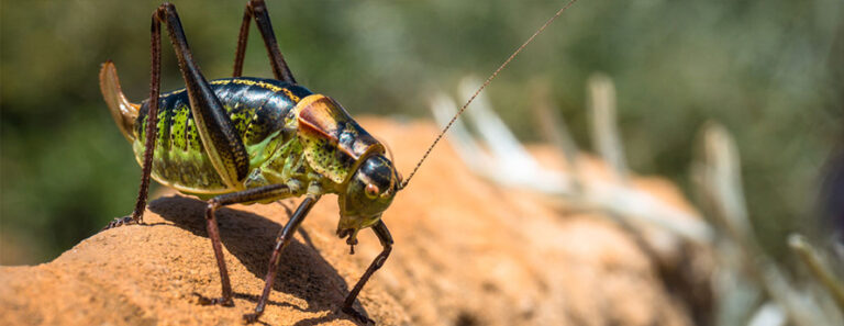 Crickets – Bug Busters