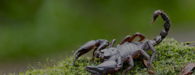 Scorpion – Bug Busters